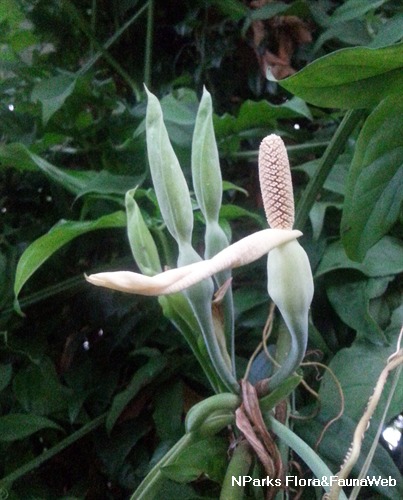 NParks | Syngonium podophyllum