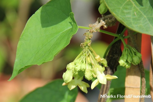 NParks | Telosma cordata