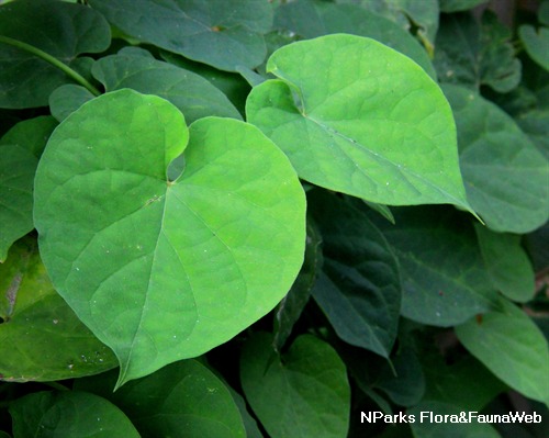 NParks | Telosma cordata