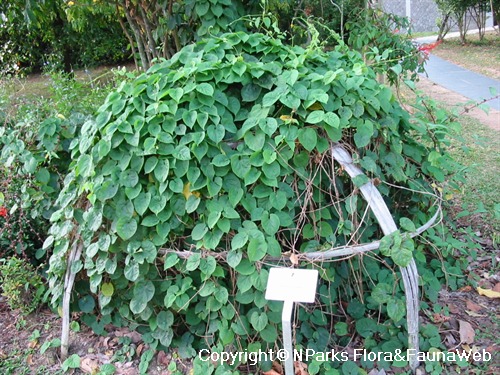NParks | Telosma cordata