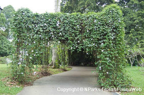 NParks | Thunbergia laurifolia
