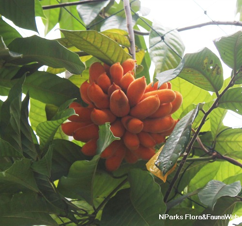 NParks | Uvaria grandiflora