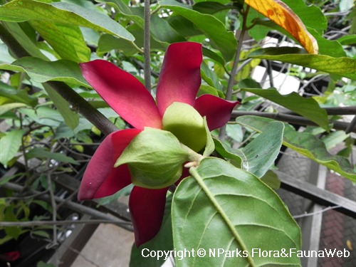 NParks | Uvaria grandiflora