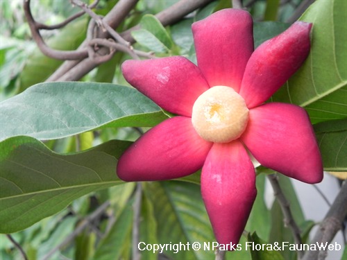 NParks | Uvaria grandiflora