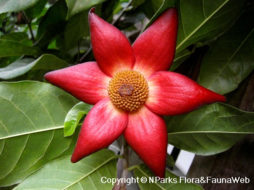 NParks | Uvaria grandiflora