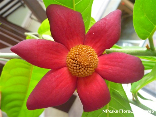 NParks | Uvaria grandiflora