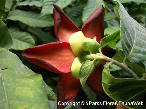 NParks | Uvaria grandiflora