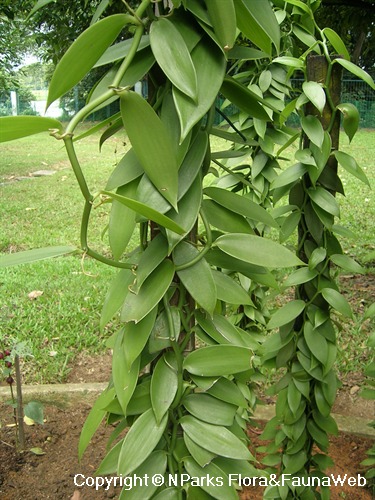 NParks | Vanilla aphylla