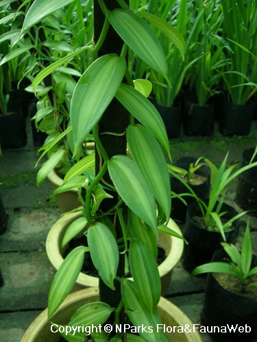 NParks | Vanilla aphylla