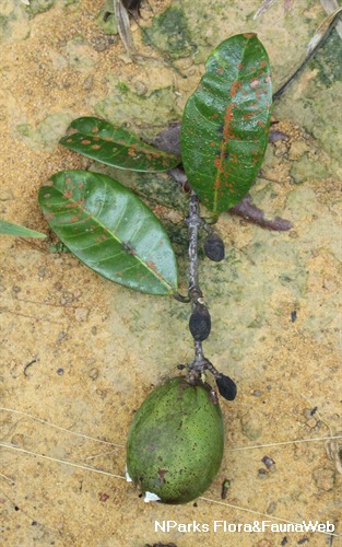 NParks | Willughbeia edulis