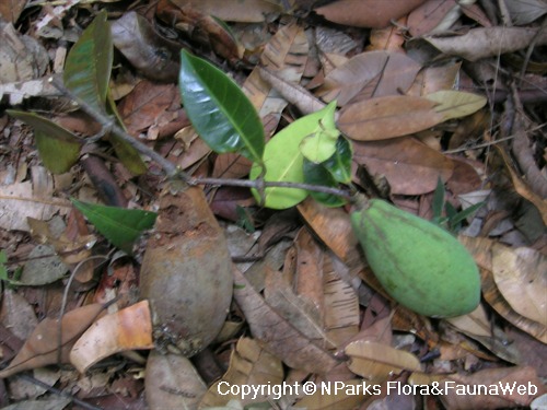 NParks | Willughbeia edulis
