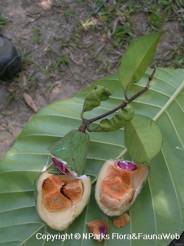 NParks | Willughbeia edulis