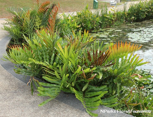 NParks | Acrostichum aureum