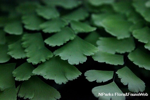 NParks | Adiantum tenerum