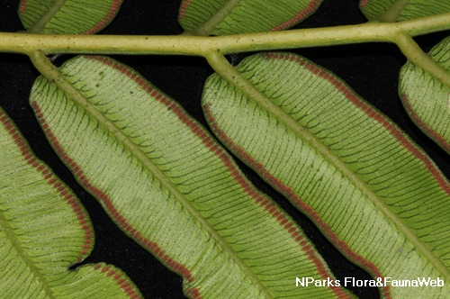 NParks | Angiopteris evecta