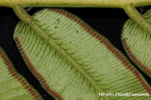 NParks | Angiopteris evecta