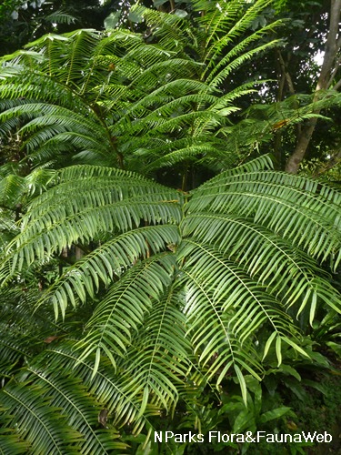 NParks | Angiopteris evecta