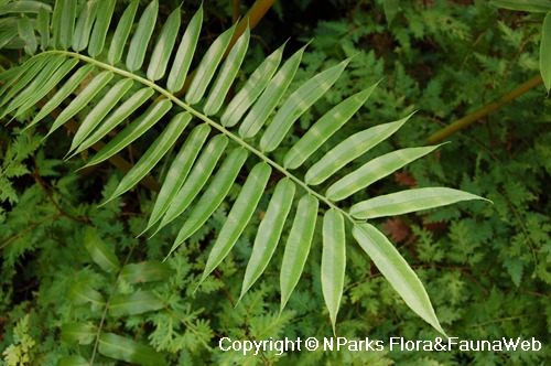 NParks | Angiopteris evecta