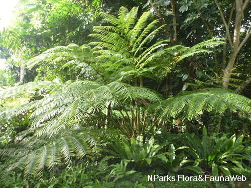 NParks | Terminalia sericea