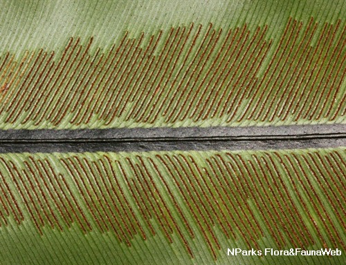 NParks | Asplenium nidus