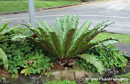 Asplenium Nidus Bird’s Nest Fern
