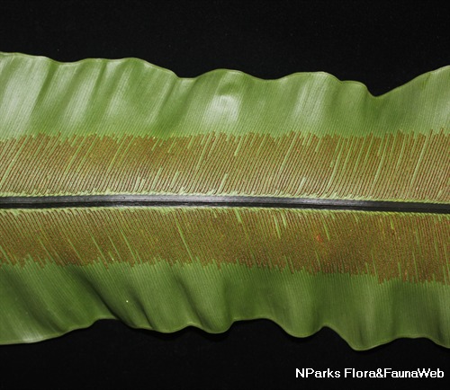 NParks | Asplenium nidus