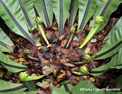 NParks | Asplenium nidus