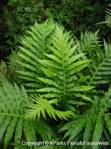 NParks | Oceaniopteris gibba