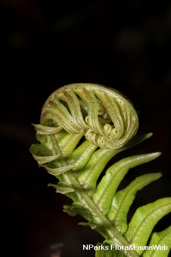 NParks | Oceaniopteris gibba