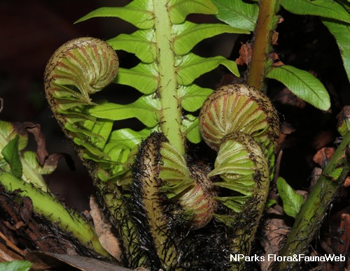 NParks | Oceaniopteris gibba