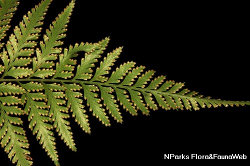 NParks | Davallia denticulata