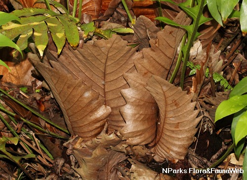 NParks | Drynaria quercifolia