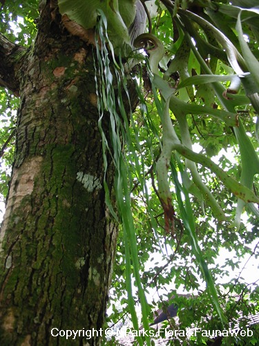 NParks | Ophioglossum pendulum