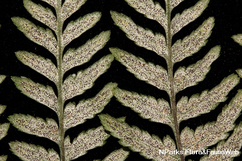 NParks | Pityrogramma calomelanos