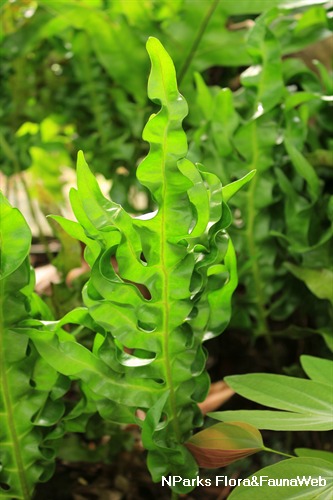 NParks | Microsorum scolopendria 'Vp003'