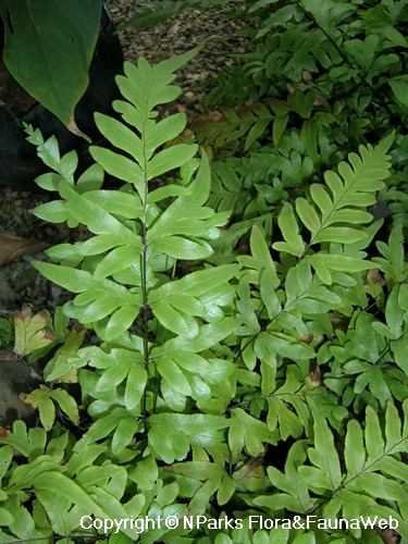 Pteris semipinnata – National Parks Board