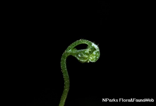 Pteris semipinnata – National Parks Board