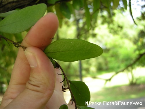 NParks | Pyrrosia piloselloides
