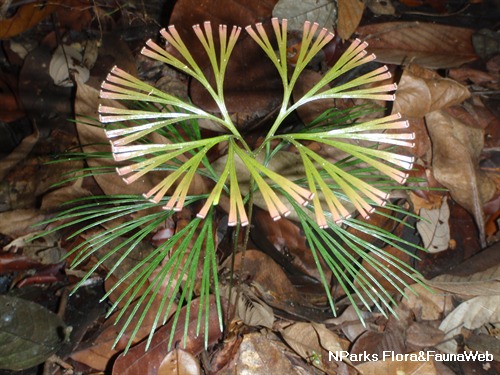 NParks | Schizaea dichotoma