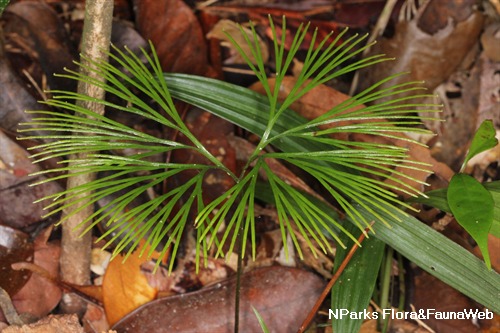 NParks | Schizaea dichotoma