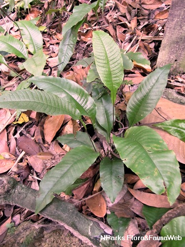 NParks | Tectaria singaporiana
