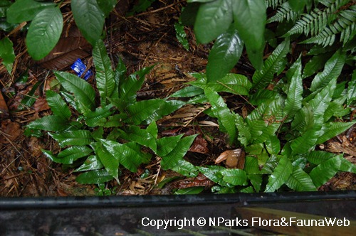NParks | Tectaria singaporiana