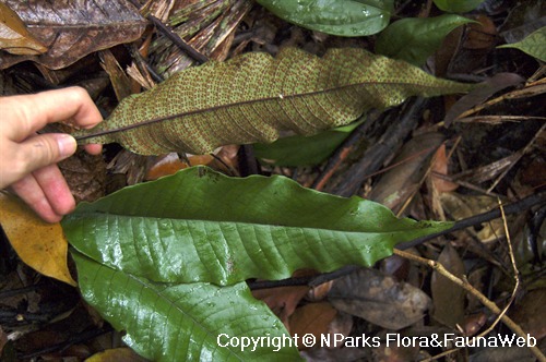 NParks | Tectaria singaporiana