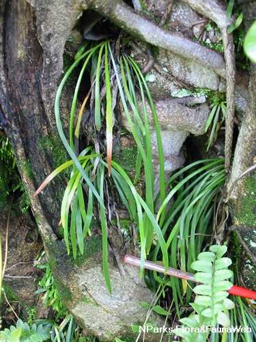 NParks | Haplopteris ensiformis