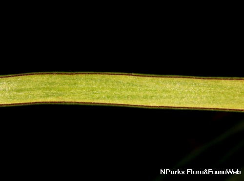 NParks | Haplopteris ensiformis