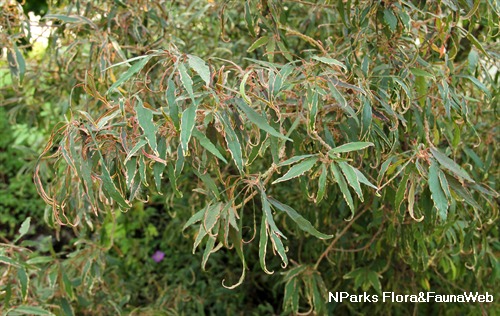 NParks | Acalypha godseffiana 'Heterophylla'