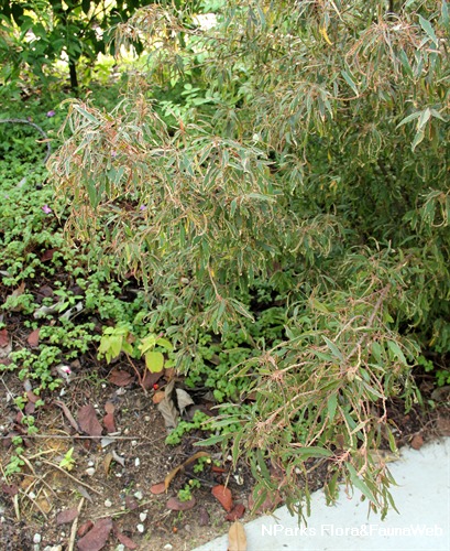 NParks | Acalypha godseffiana 'Heterophylla'