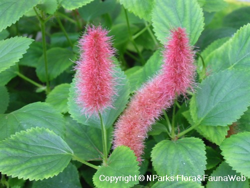 NParks | Acalypha chamaedrifolia