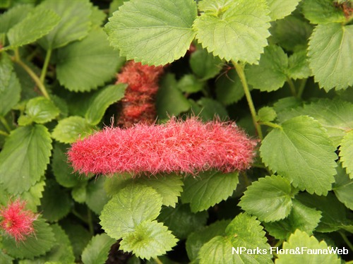 NParks | Acalypha chamaedrifolia