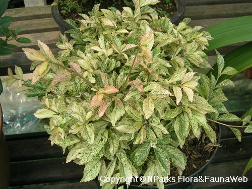 NParks | Acalypha siamensis (Variegated Leaf)